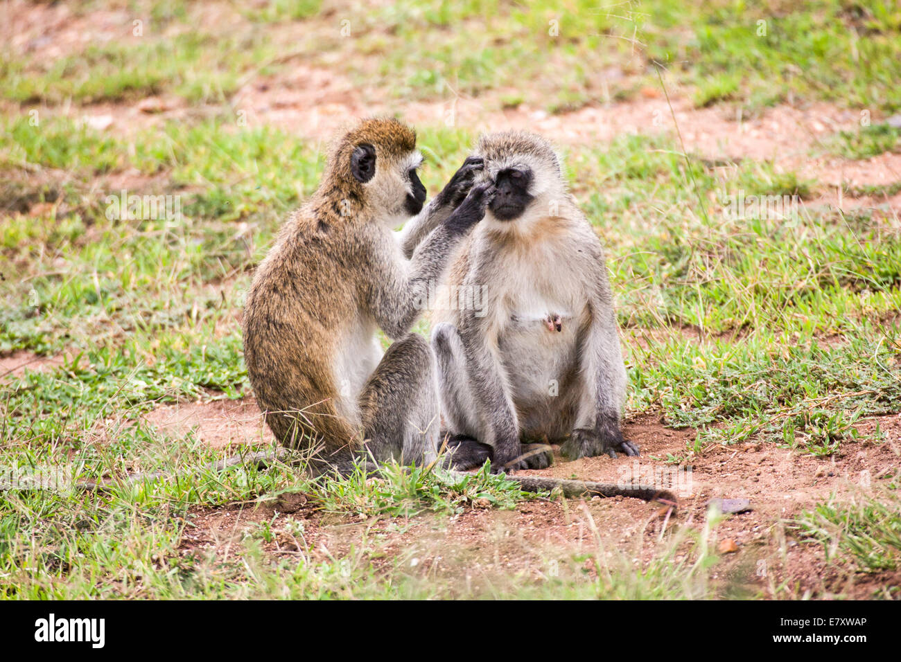 Grivet monkey (Chlorocebus aethiops). This monkey lives in groups of ...
