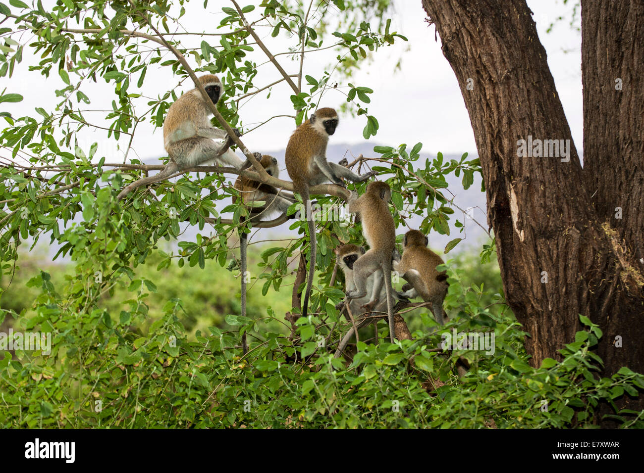 Grivet monkey (Chlorocebus aethiops). This monkey lives in groups of ...