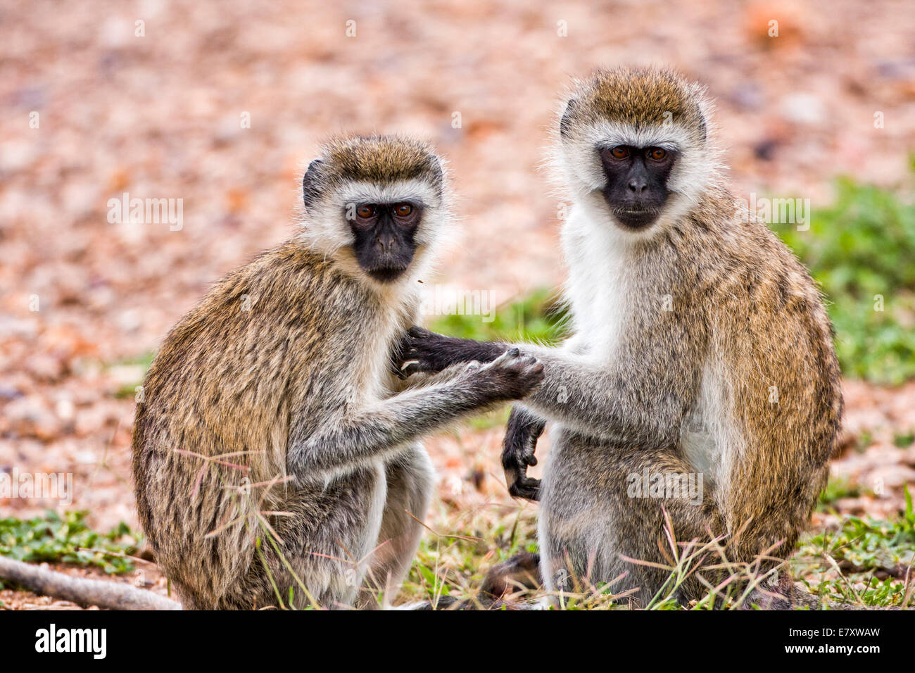 Grivet monkey (Chlorocebus aethiops). This monkey lives in groups of ...