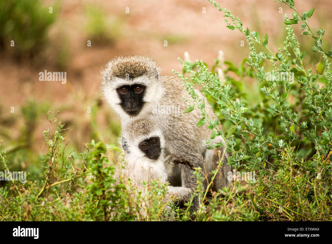 female Grivet monkey (Chlorocebus aethiops) with young. This monkey ...