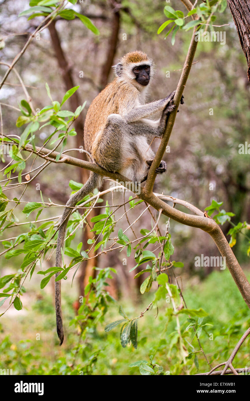 Grivet monkey (Chlorocebus aethiops). This monkey lives in groups of ...