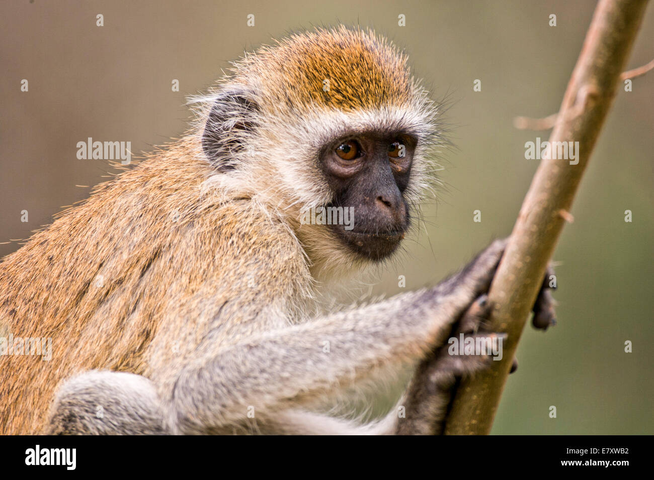 Grivet monkey (Chlorocebus aethiops). This monkey lives in groups of ...