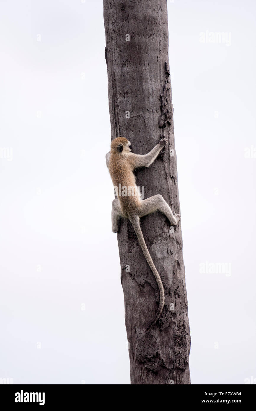Grivet monkey (Chlorocebus aethiops). This monkey lives in groups of ...