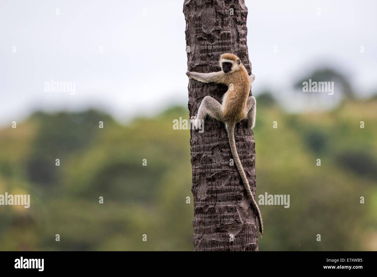Grivet monkey (Chlorocebus aethiops). This monkey lives in groups of ...