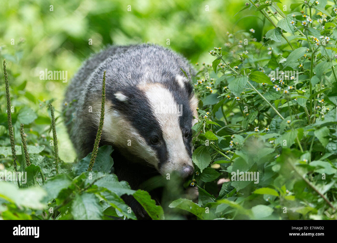 Badger close up hi-res stock photography and images - Alamy