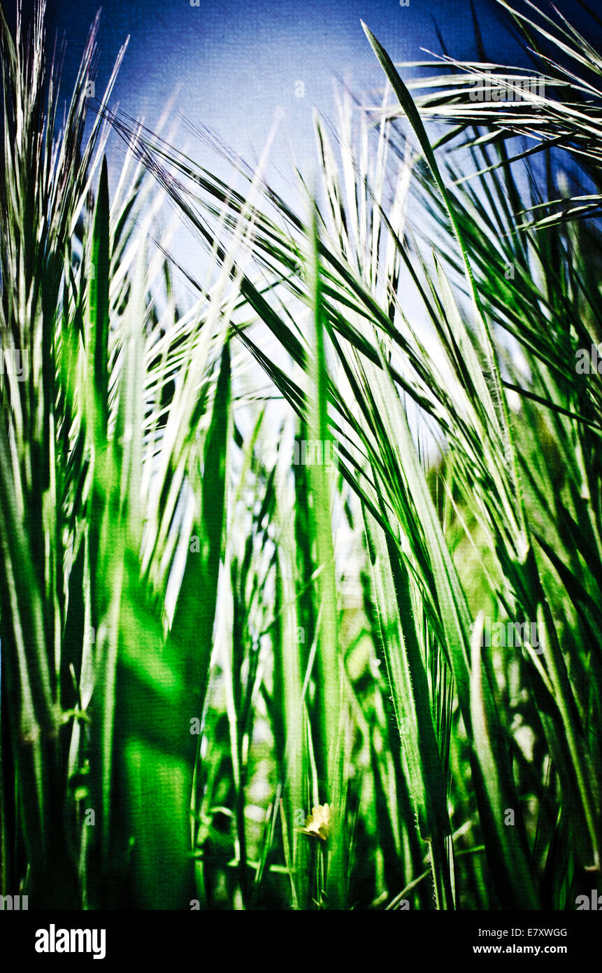 wheat field summer landscape Stock Photo - Alamy