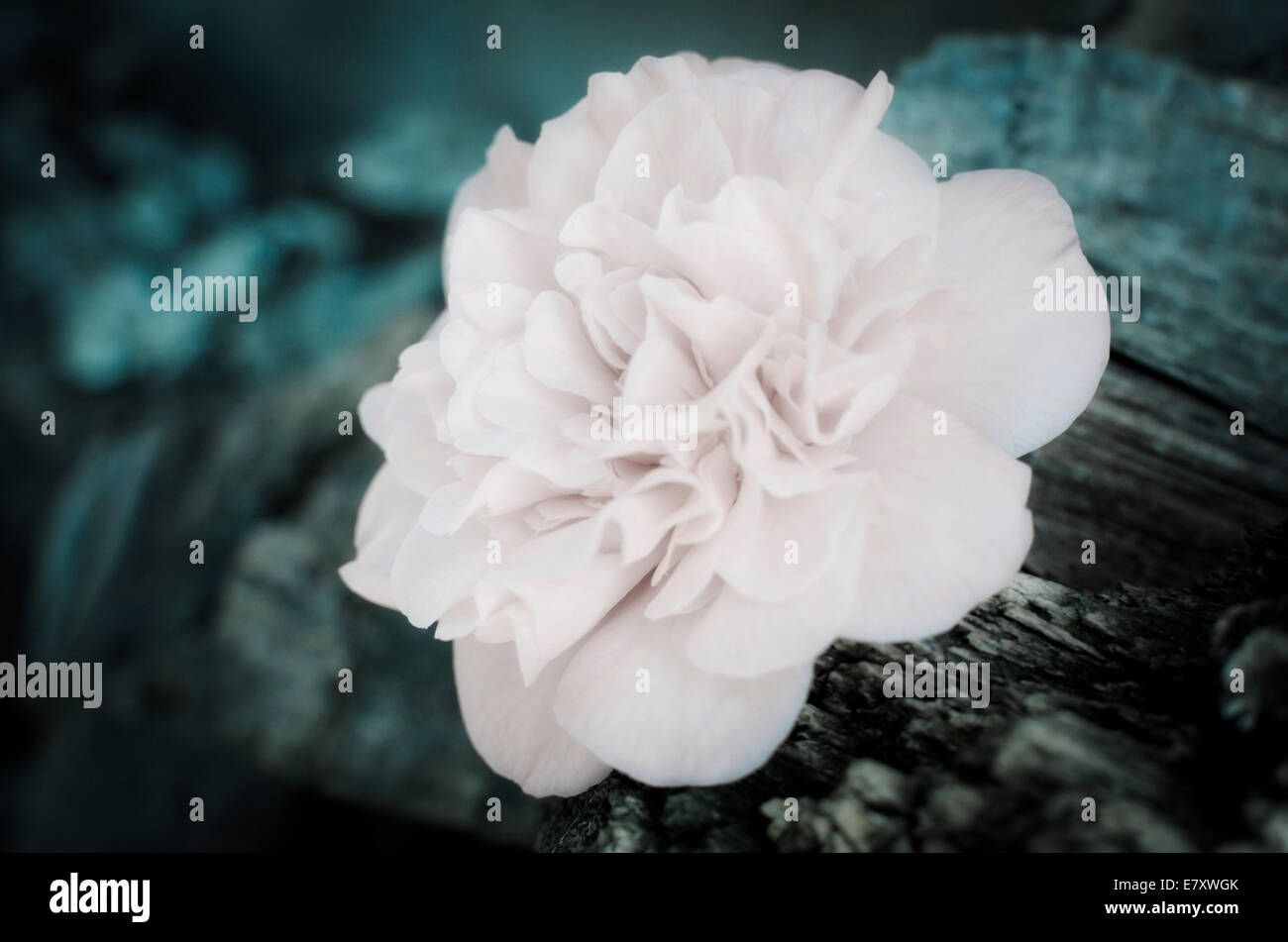 flower on a dry tree trunk Stock Photo - Alamy