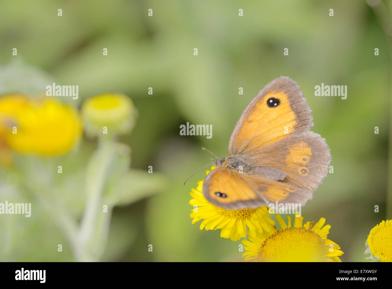 Gatekeeper butterflies hi-res stock photography and images - Alamy