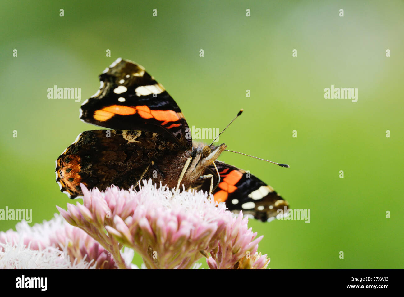 Red admiral butterfly uk hi-res stock photography and images - Alamy