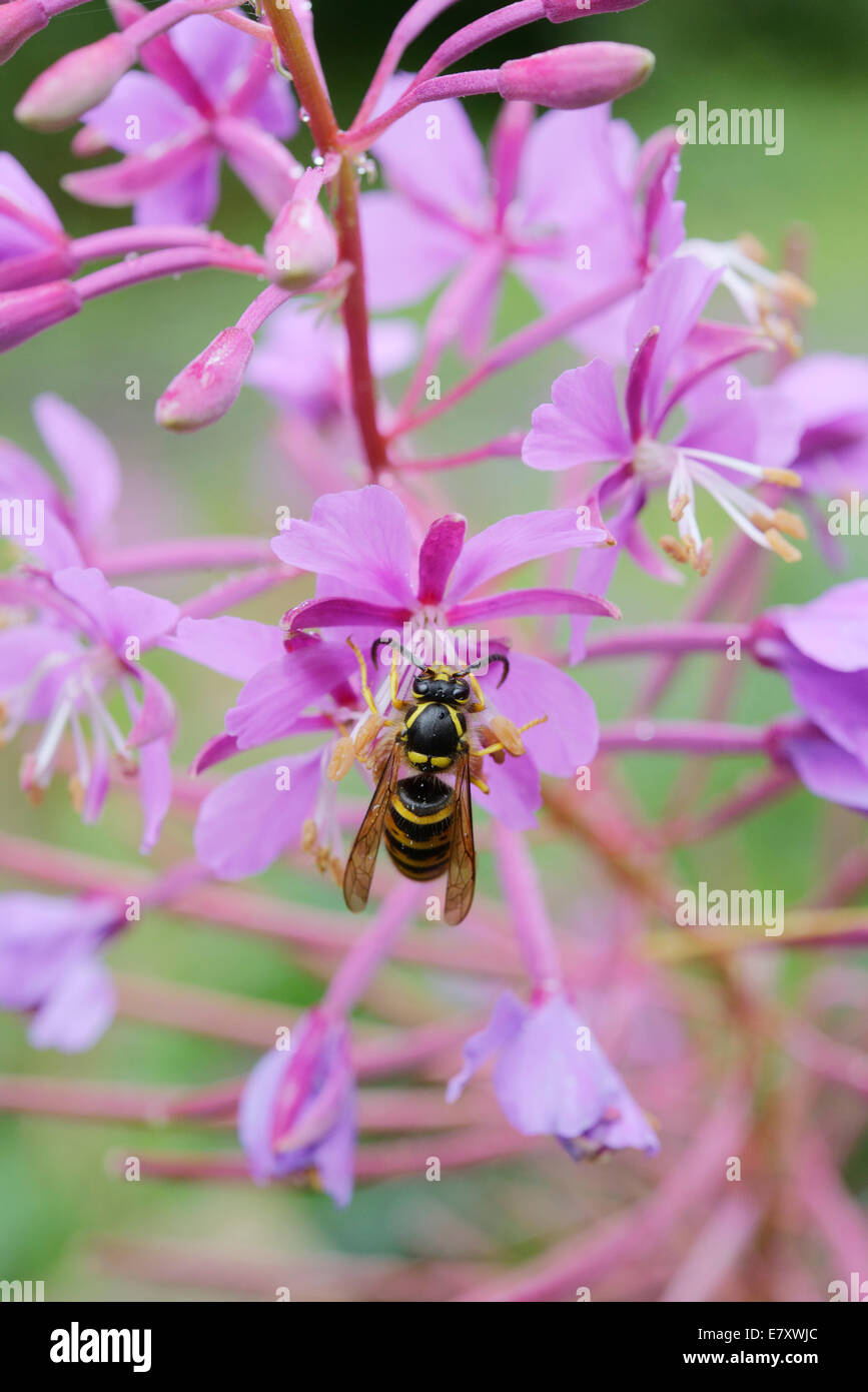 British wasp hi-res stock photography and images - Alamy
