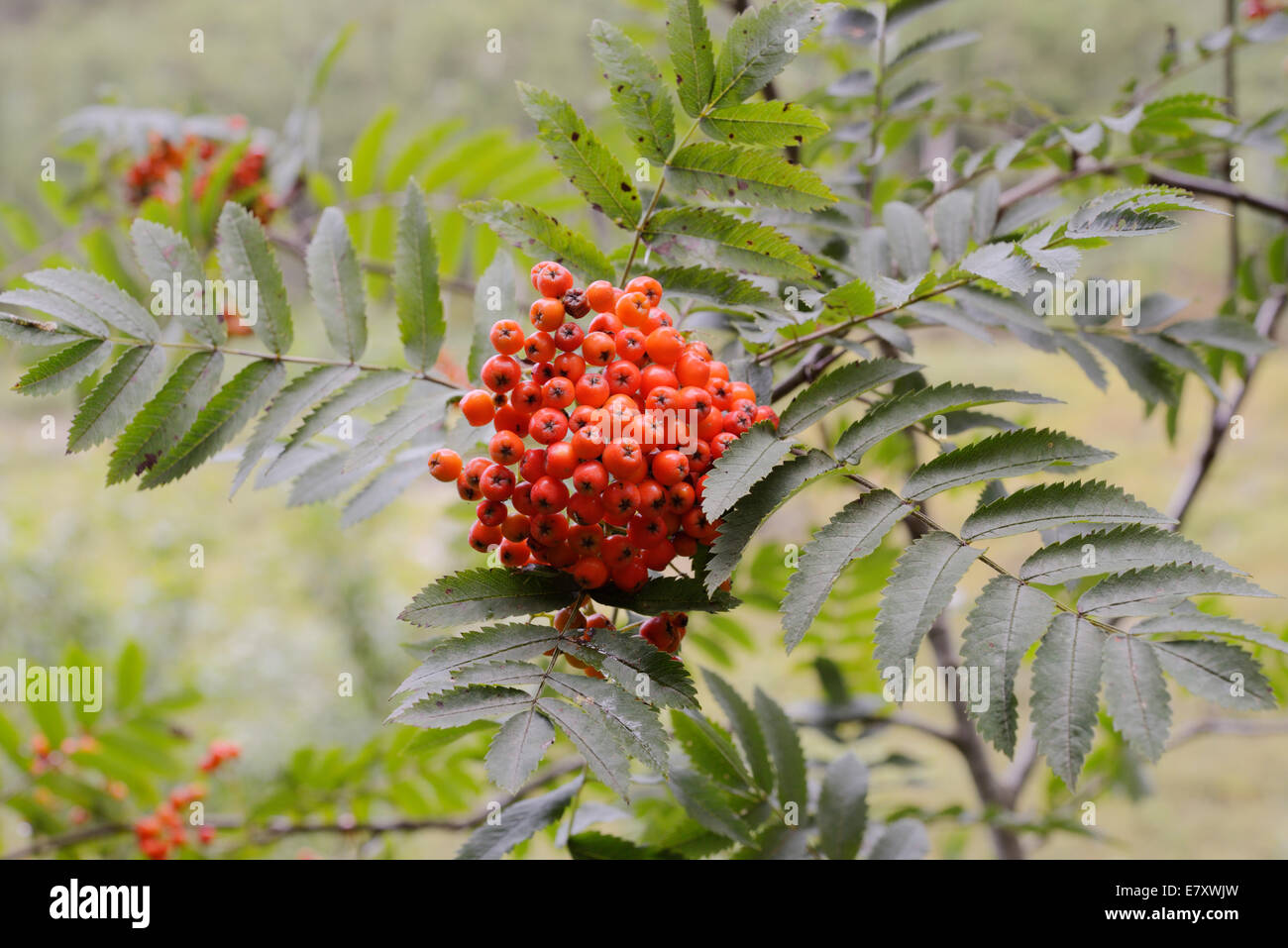 Sorbus aucuparia autumn hi-res stock photography and images - Alamy