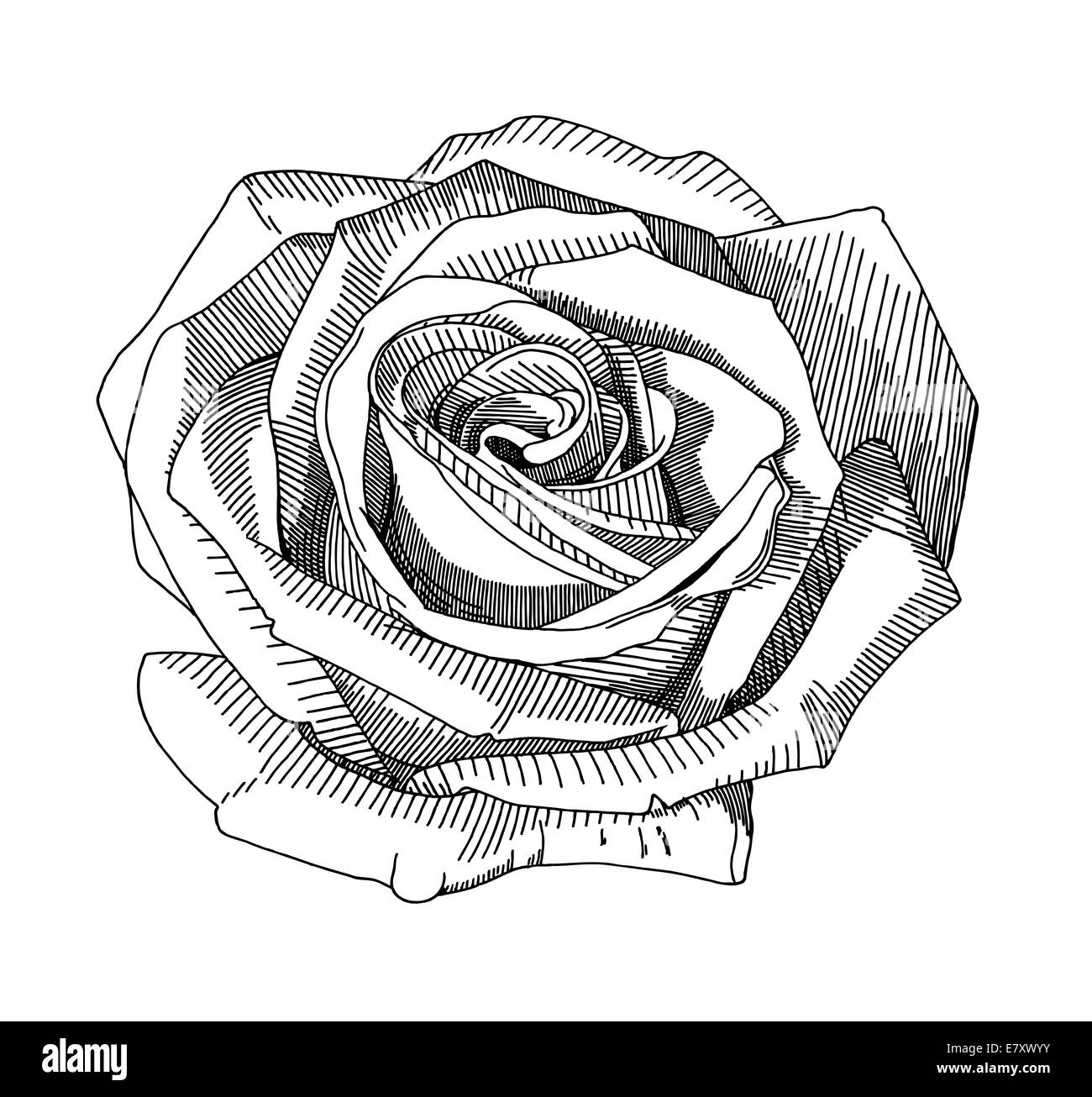 hand draw sketch rose Stock Photo - Alamy