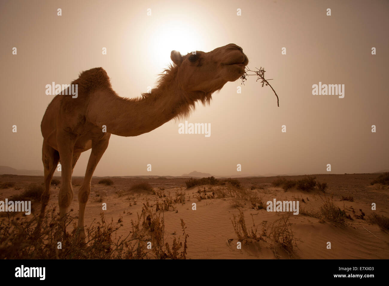 Camel Eating Shrub High Resolution Stock Photography and Images - Alamy