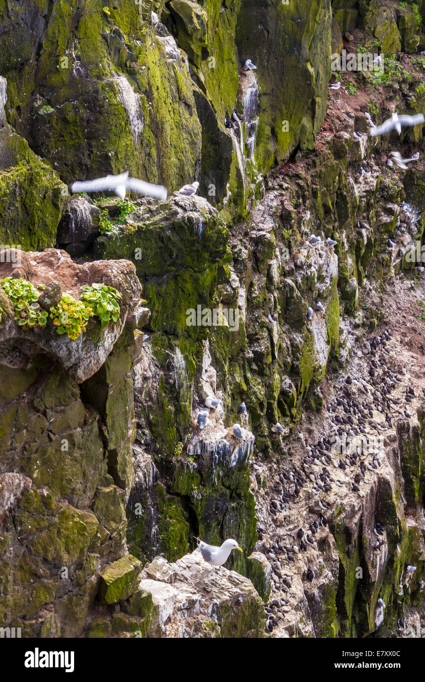 Wildlife on Iceland. Seagulls bird - Latrabjarg cliffs Stock Photo - Alamy