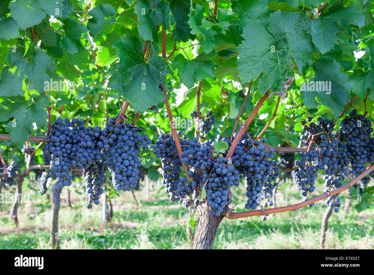 Multiple vines hi-res stock photography and images - Alamy