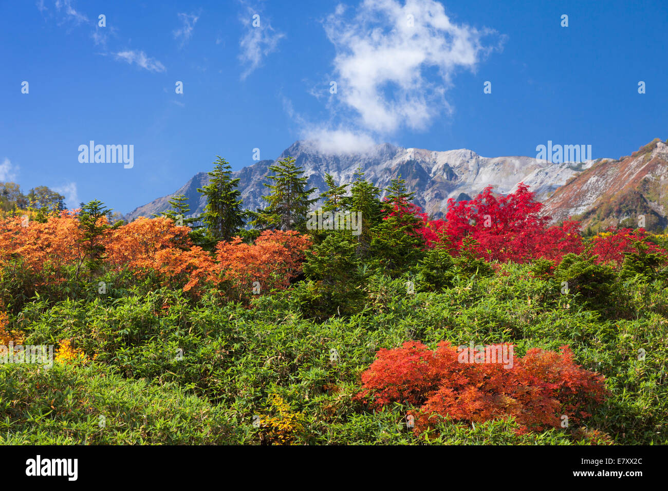 Sorbus Commixta Japanese Rowan Tree High Resolution Stock Photography ...