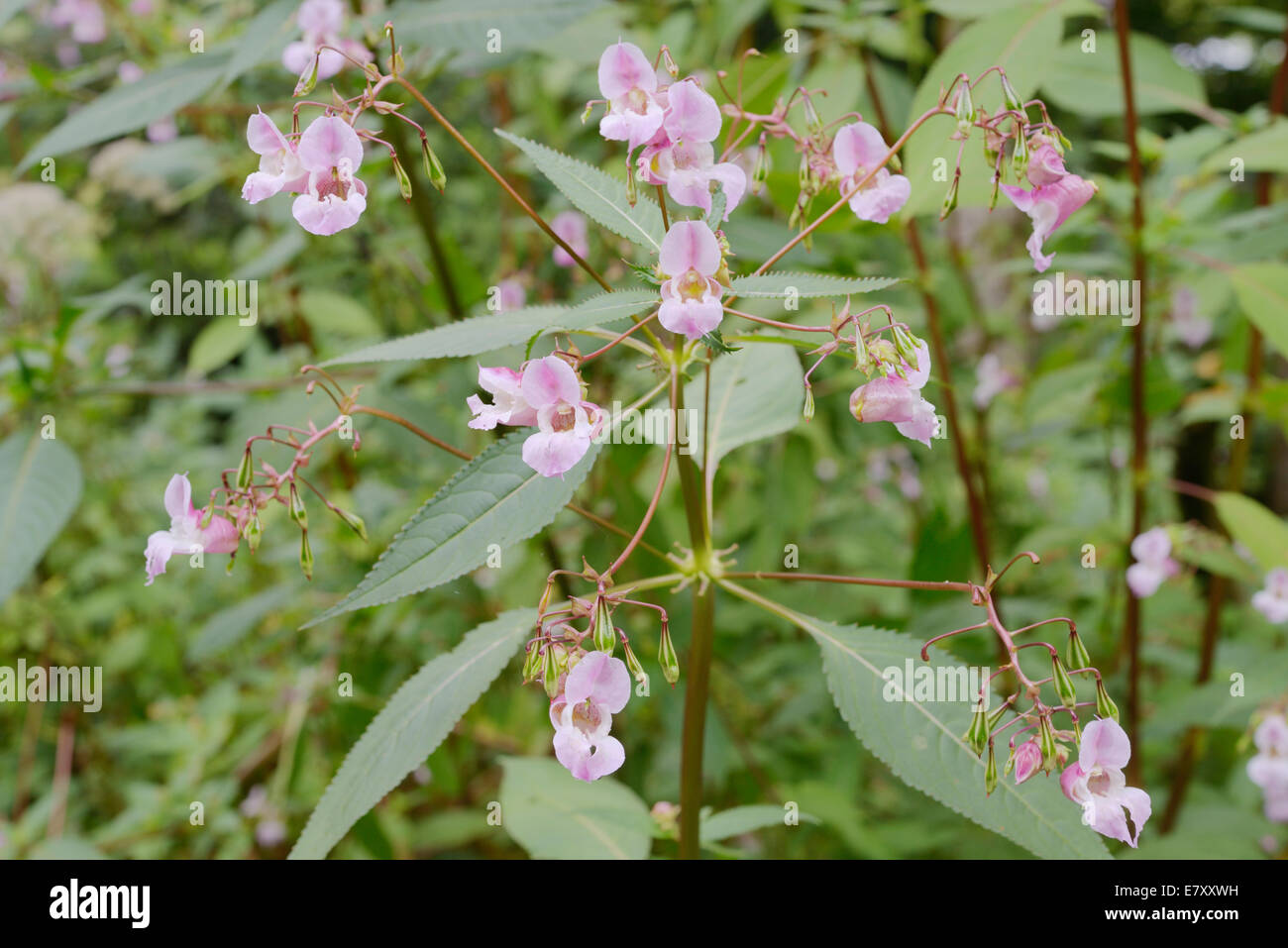 Non invasive plant High Resolution Stock Photography and Images - Alamy