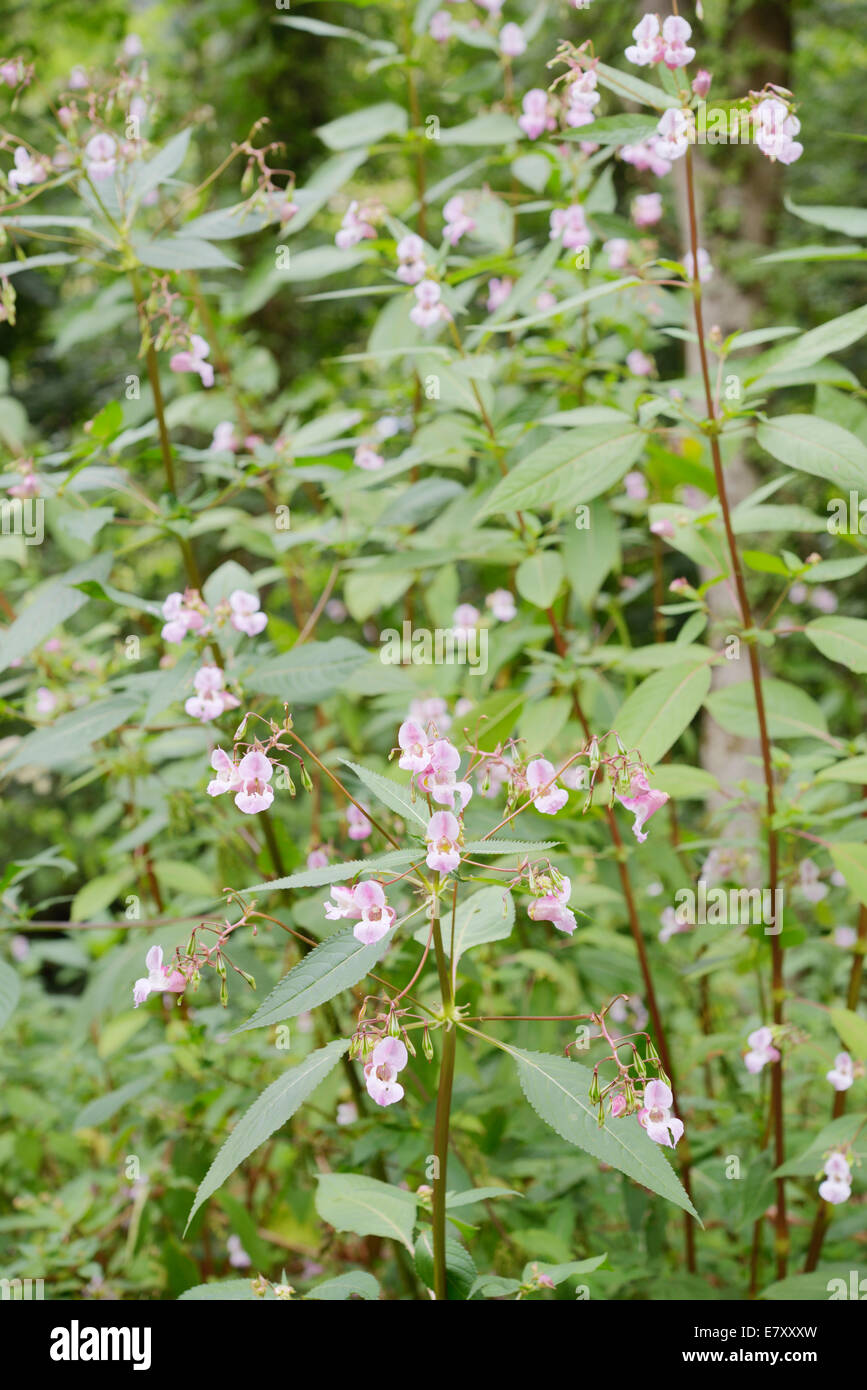 Himalayan balsam, Impatiens glandulifera, invasive introduced non ...