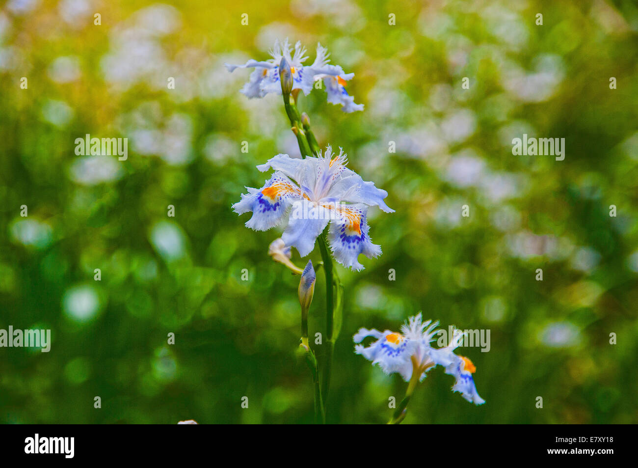 Iris iris japonica hi-res stock photography and images - Alamy