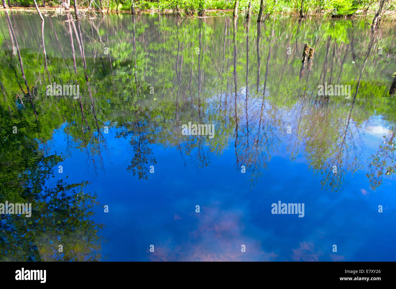 Trees reflected in a pond Stock Photo - Alamy