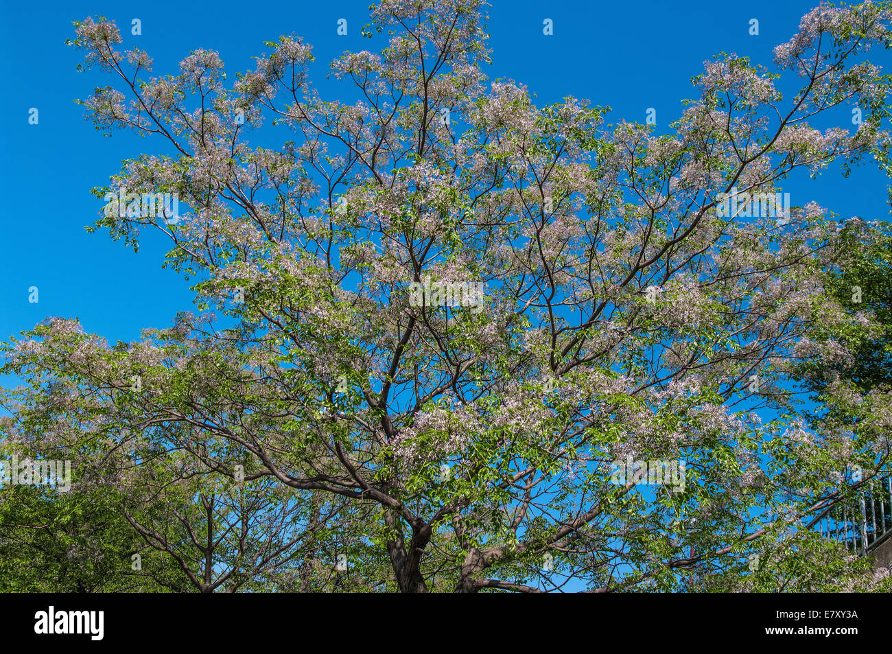 Trees and sky Stock Photo - Alamy
