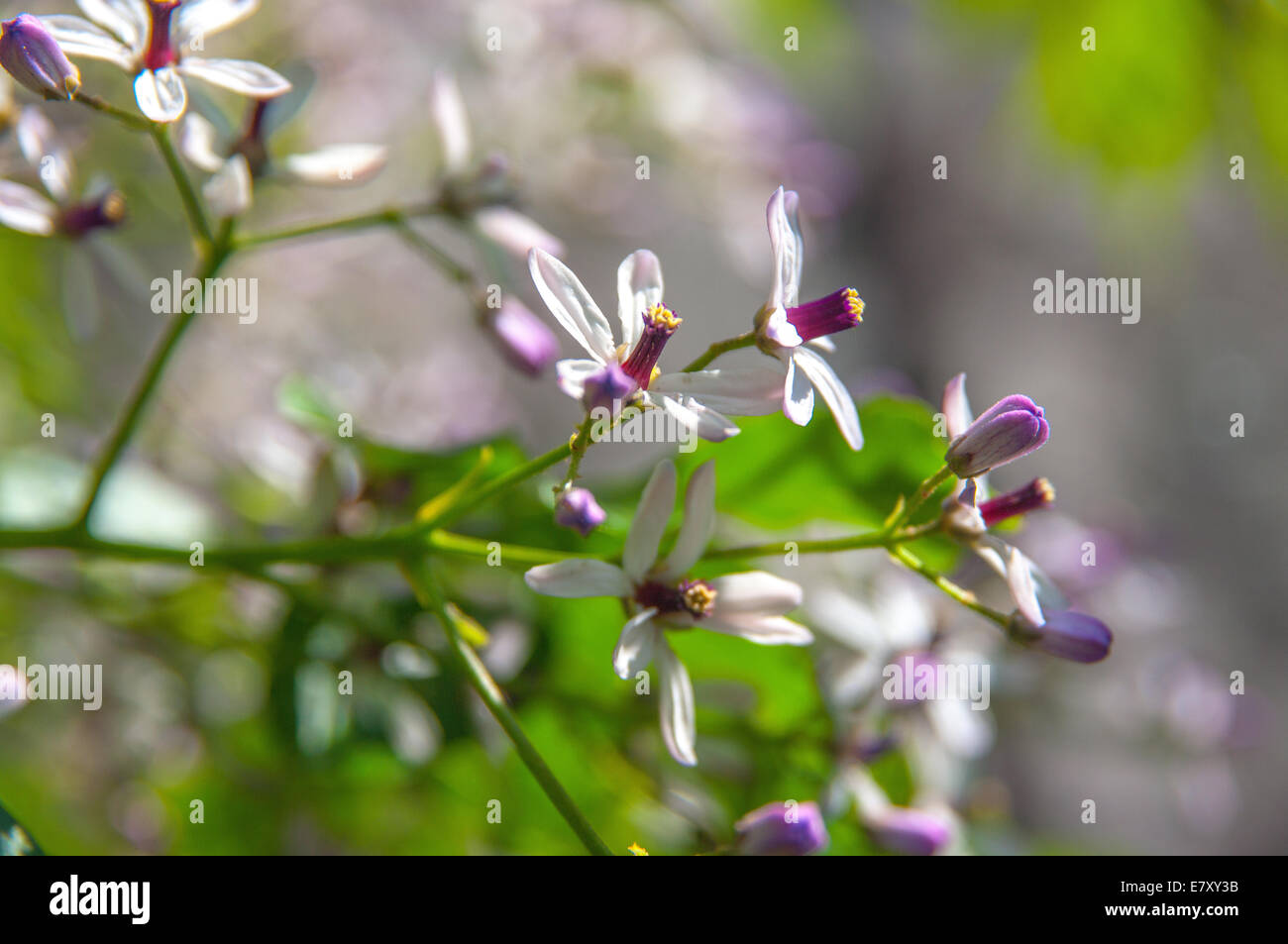 Indian bead tree persian lilac hi-res stock photography and images - Alamy