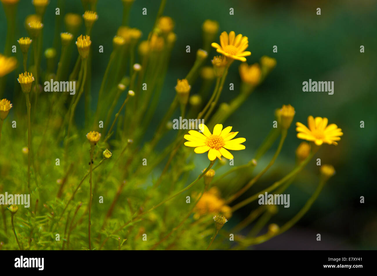 Multiple daisies hi-res stock photography and images - Alamy
