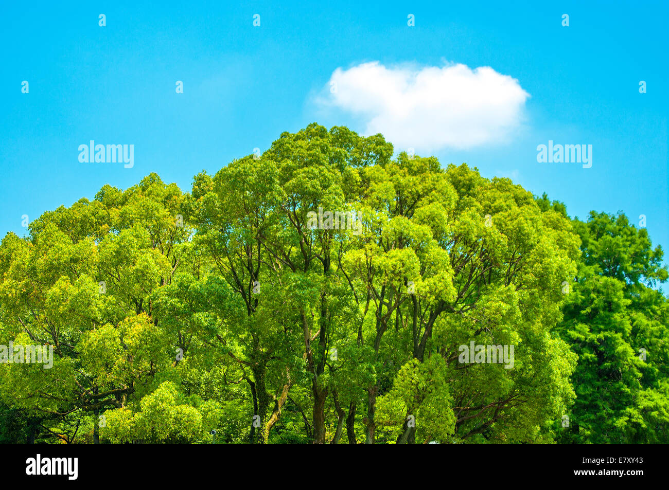Trees and sky with clouds Stock Photo - Alamy