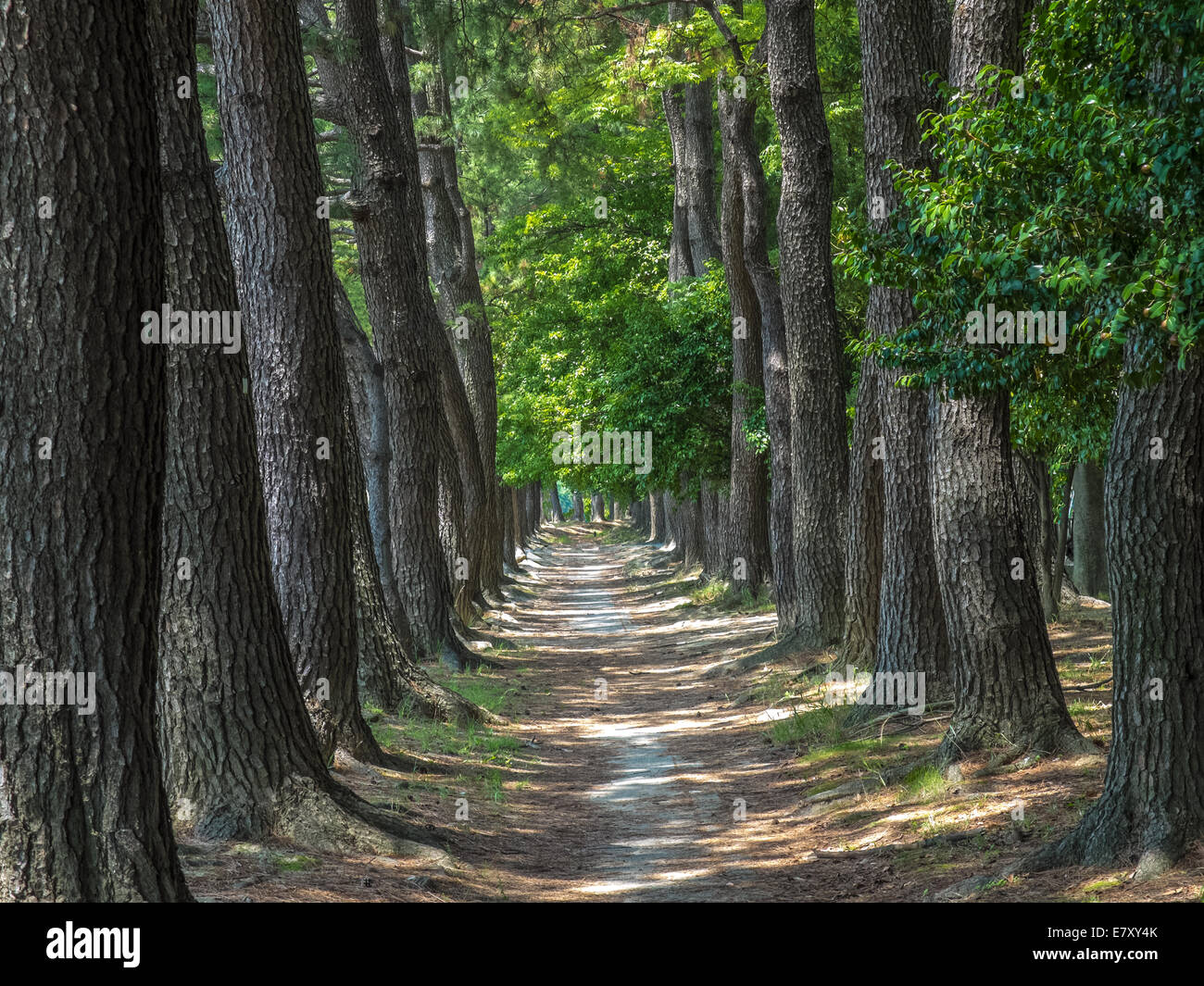 Lined pine trees Stock Photo - Alamy
