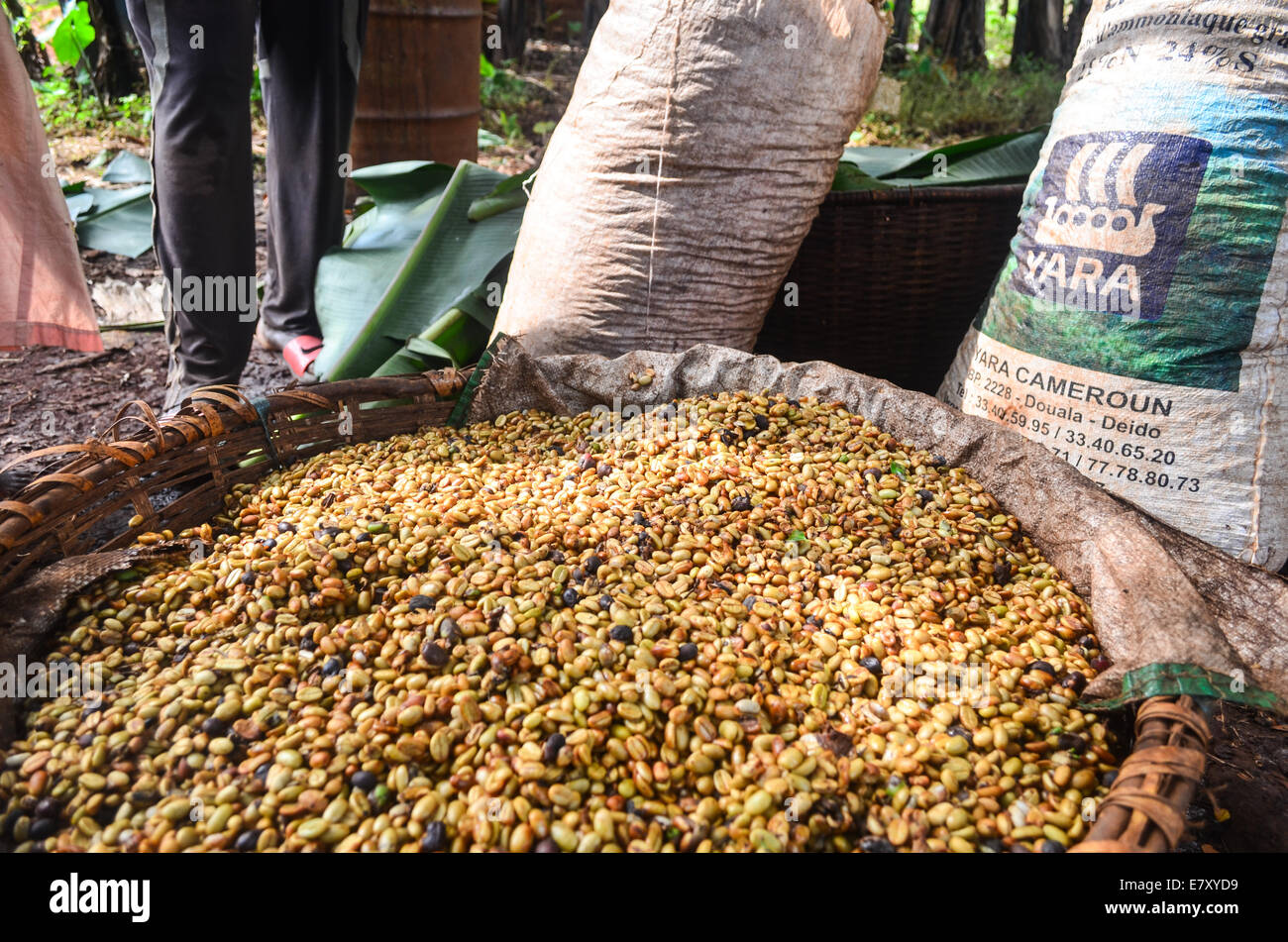 Freshly husked arabica coffee beans just after the harvest in Bamoun ...