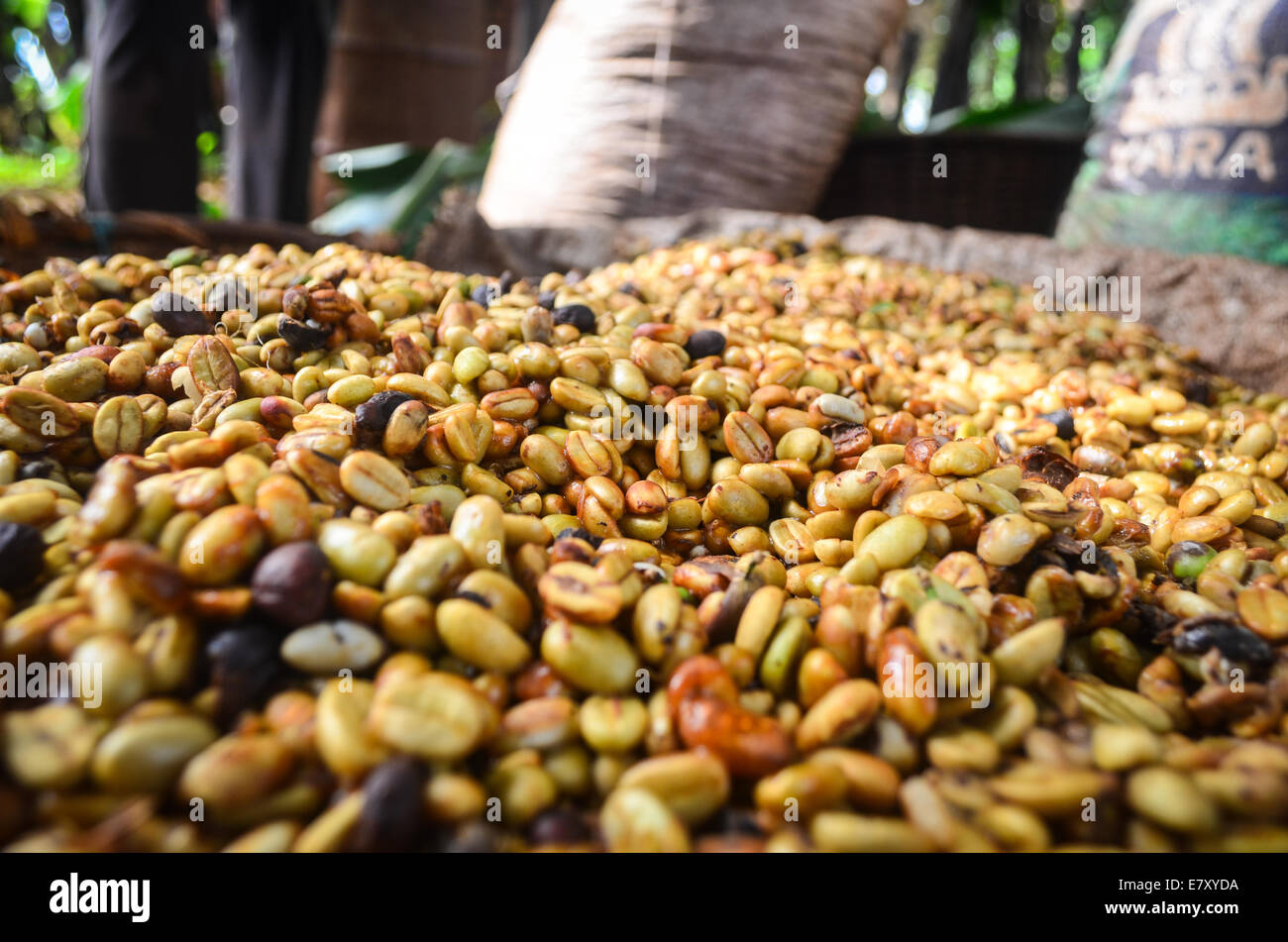 African Coffee Plant Stock Photos & African Coffee Plant Stock Images ...