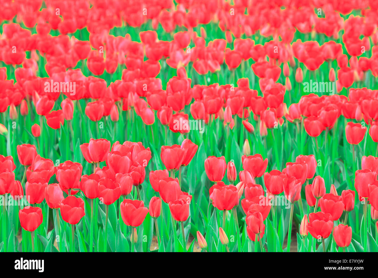 Tulip field above hi-res stock photography and images - Alamy