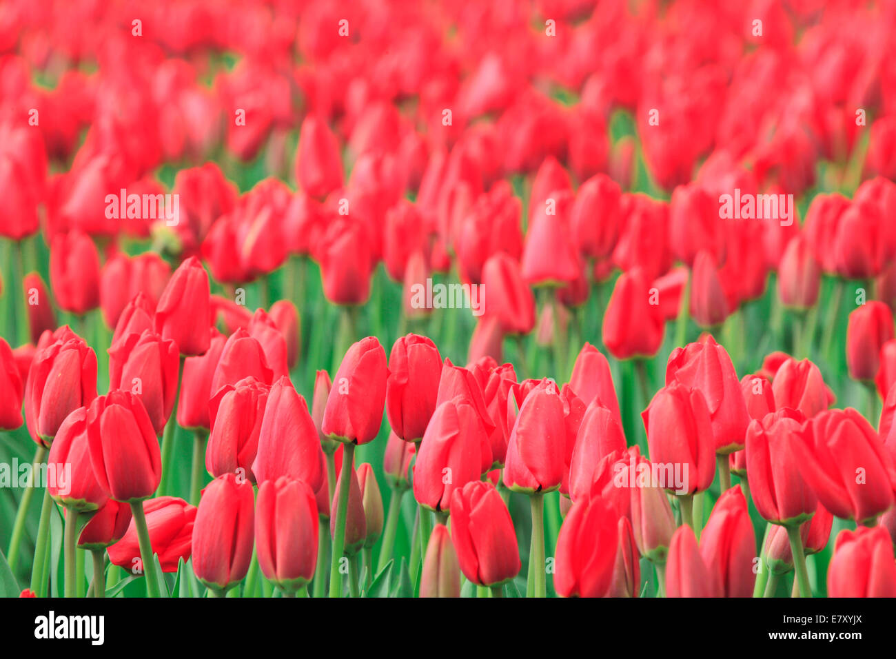 Tulip field above hi-res stock photography and images - Alamy