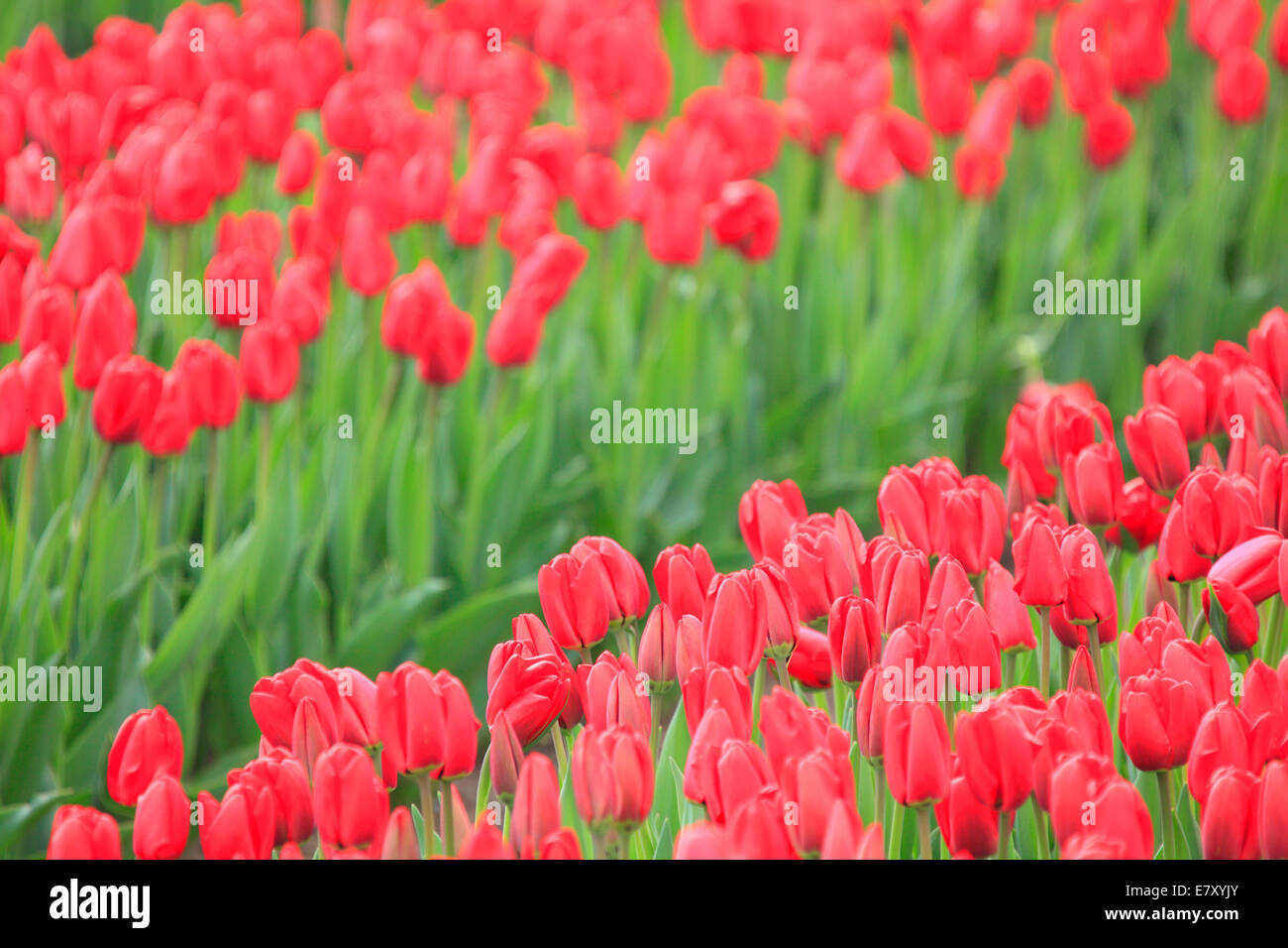 Tulip field above hi-res stock photography and images - Alamy