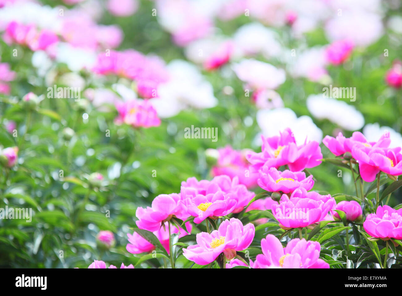 Peony field hi-res stock photography and images - Alamy