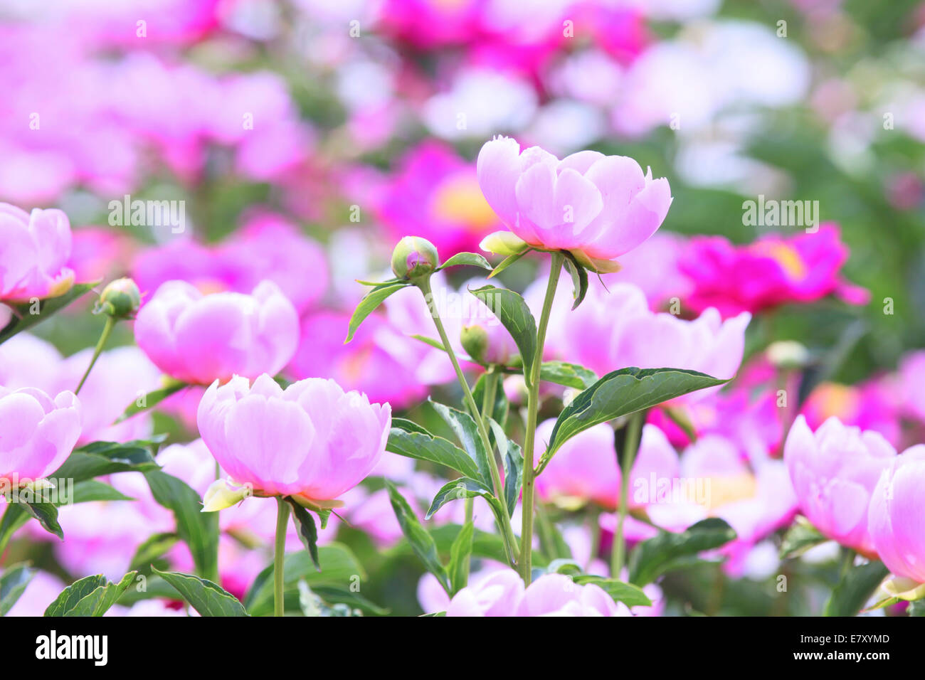 Peony side view hi-res stock photography and images - Alamy