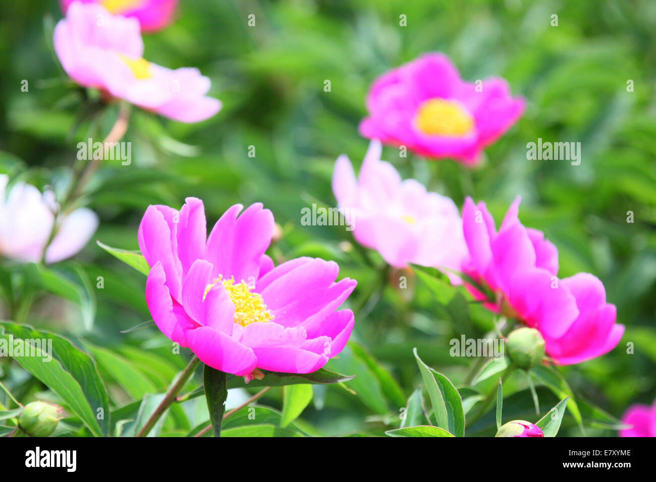Peony bud opening flower hi-res stock photography and images - Alamy