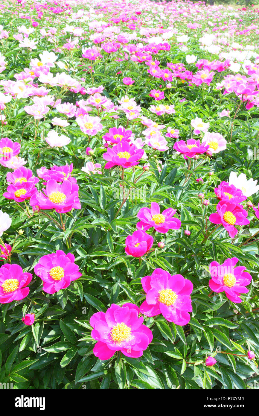 Pink peony flower side view hi-res stock photography and images - Alamy