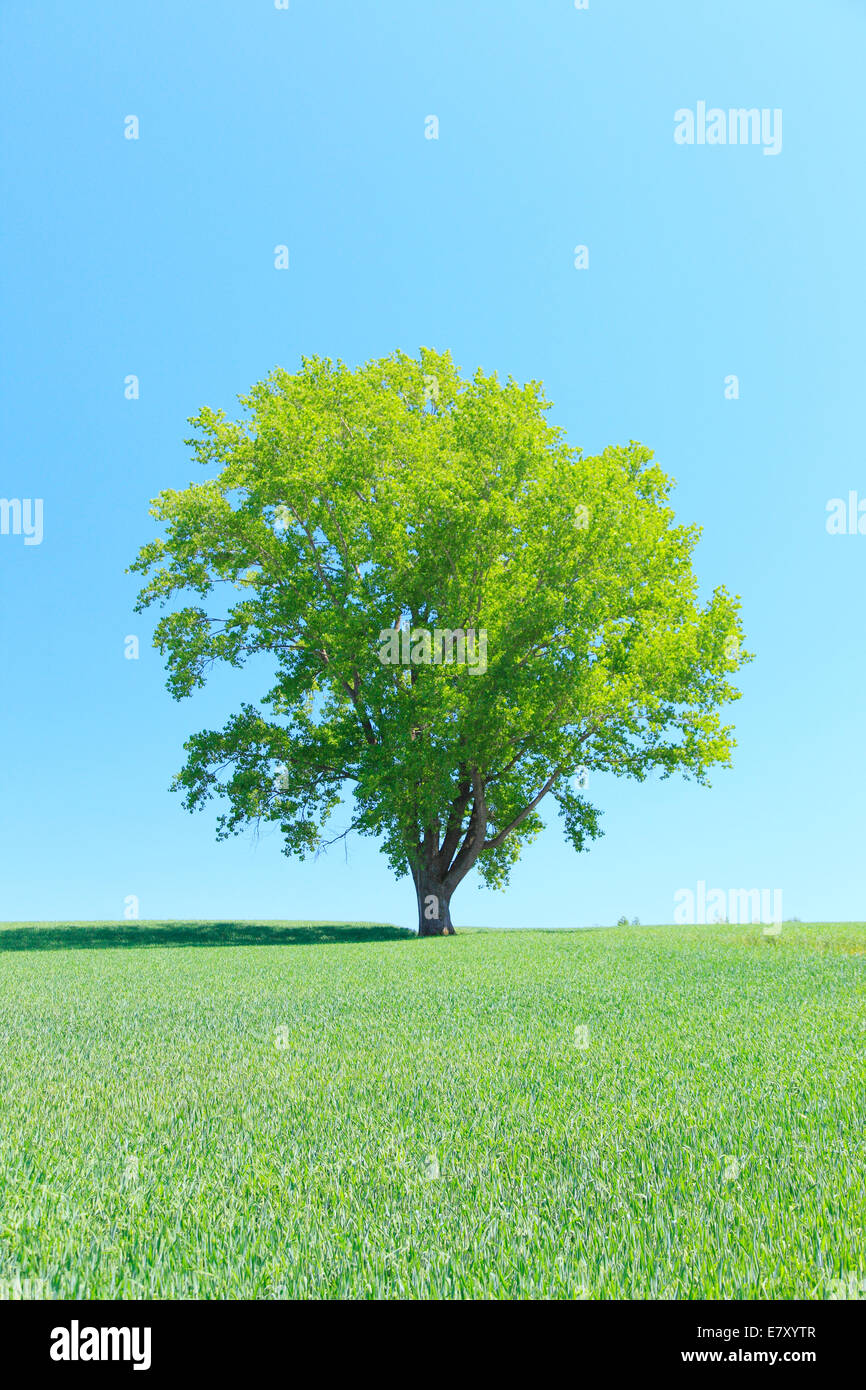 Tree philosophy hokkaido hi-res stock photography and images - Alamy