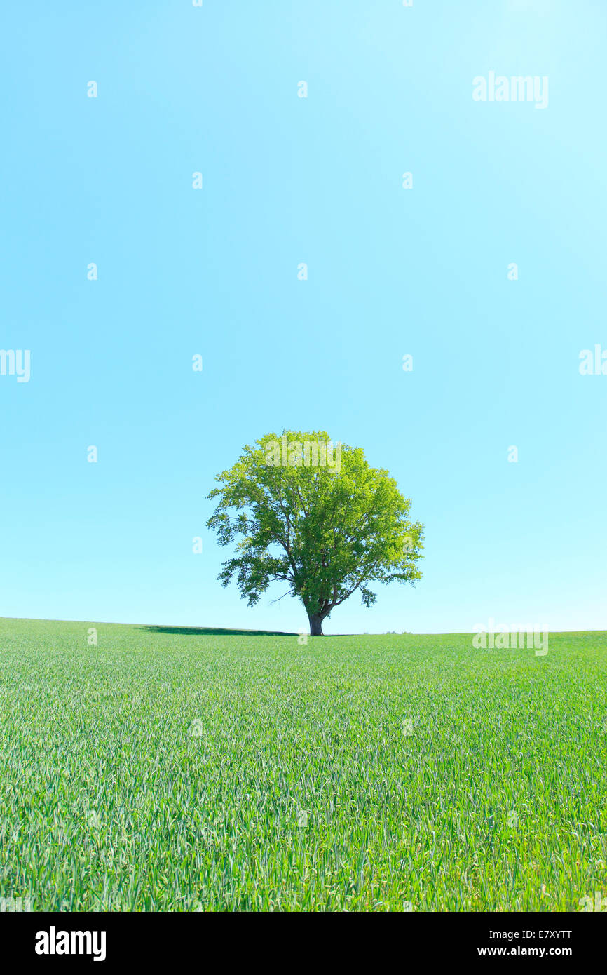 Tree philosophy hokkaido hi-res stock photography and images - Alamy