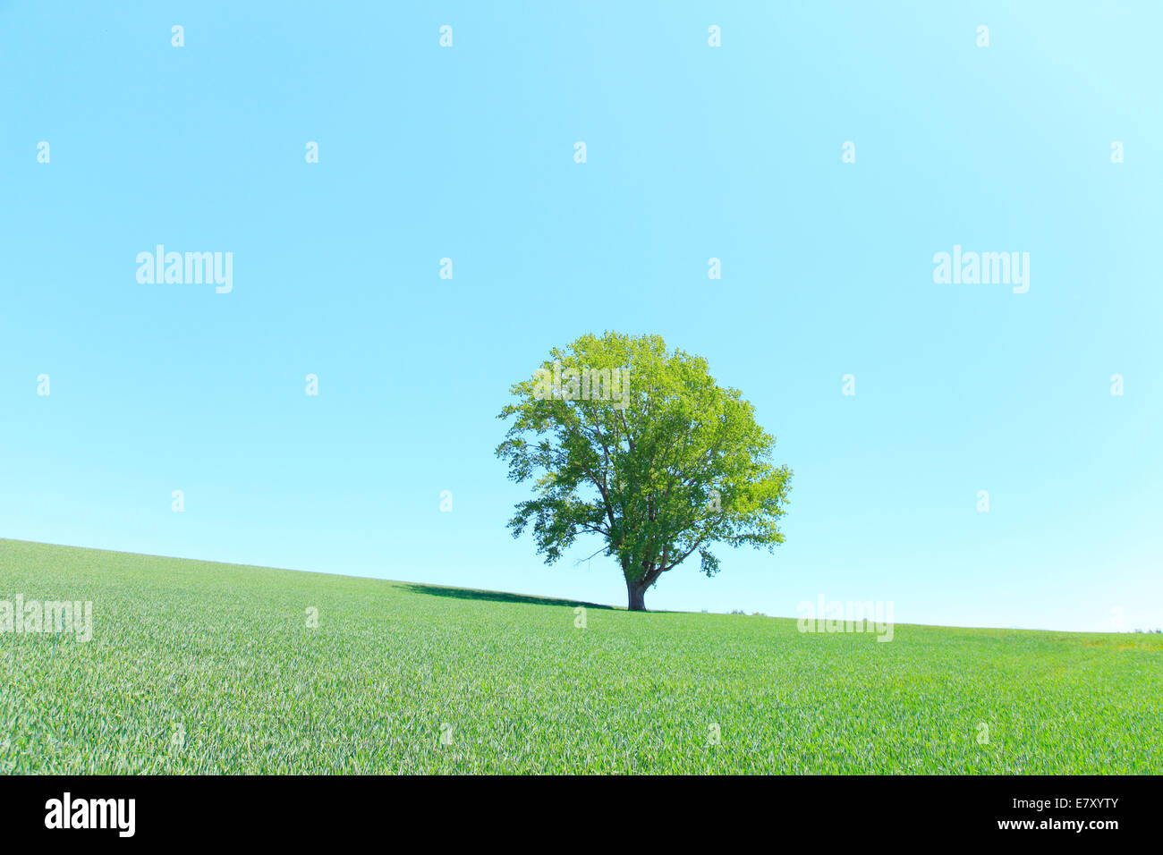 Tree philosophy hokkaido hi-res stock photography and images - Alamy