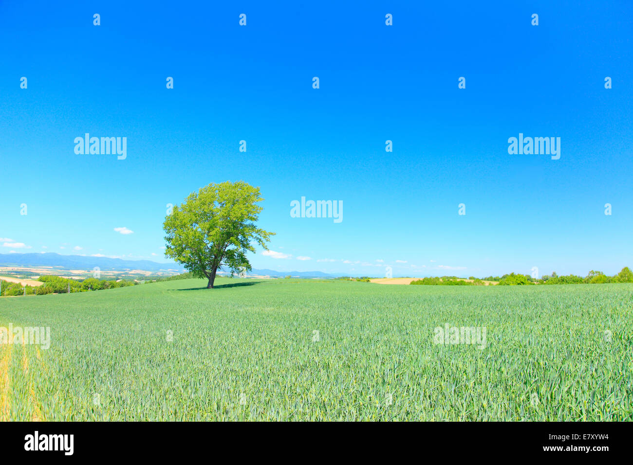 Tree philosophy hokkaido hi-res stock photography and images - Alamy