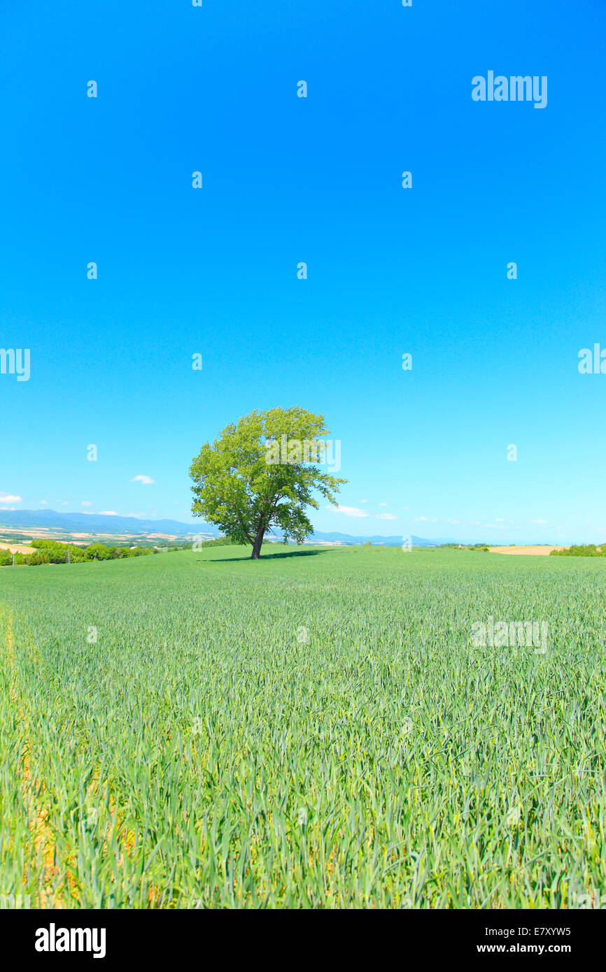 Tree philosophy hokkaido hi-res stock photography and images - Alamy