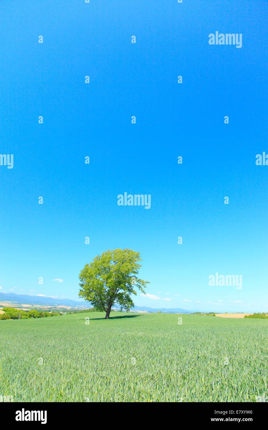 Tree philosophy hokkaido hi-res stock photography and images - Alamy