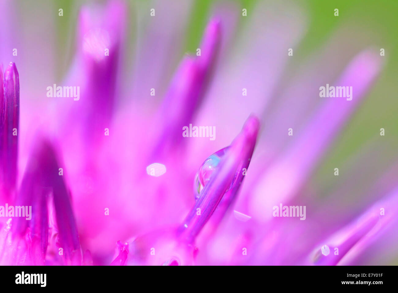 Thistle shape hi-res stock photography and images - Alamy