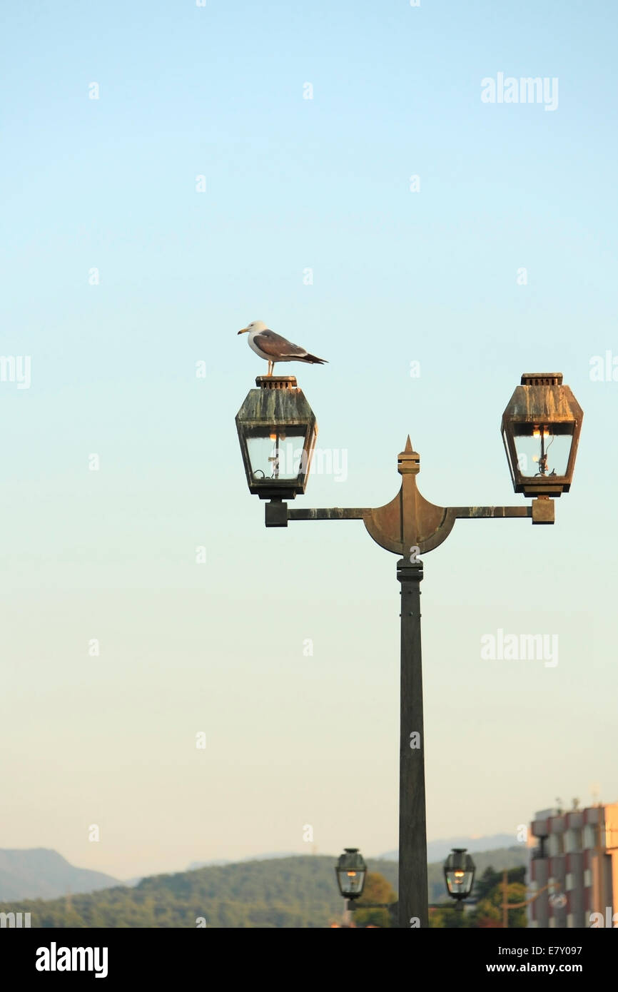 Gull on street light Stock Photo - Alamy