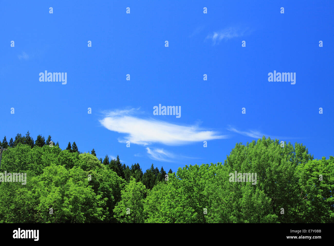 Trees and sky with clouds Stock Photo - Alamy