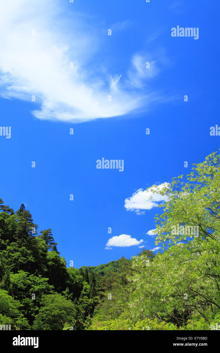 Trees and sky with clouds Stock Photo - Alamy