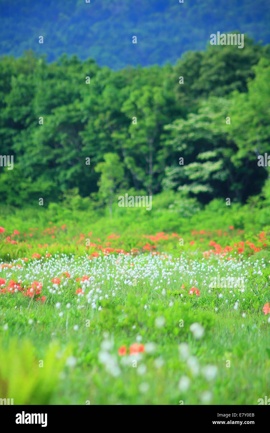 Akita Prefecture, Japan Stock Photo - Alamy