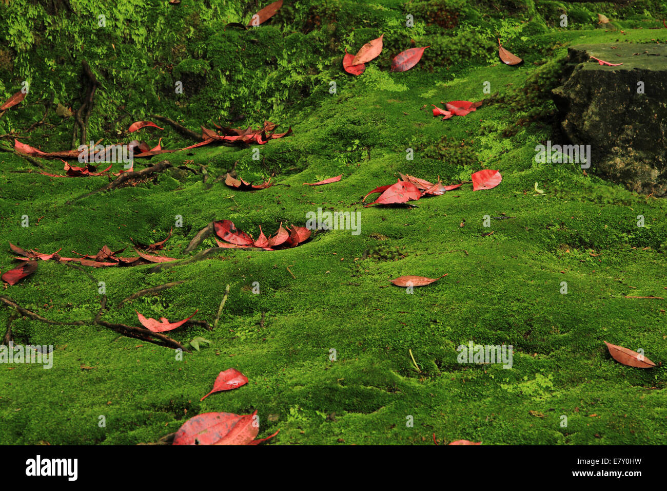 May moss hi-res stock photography and images - Alamy